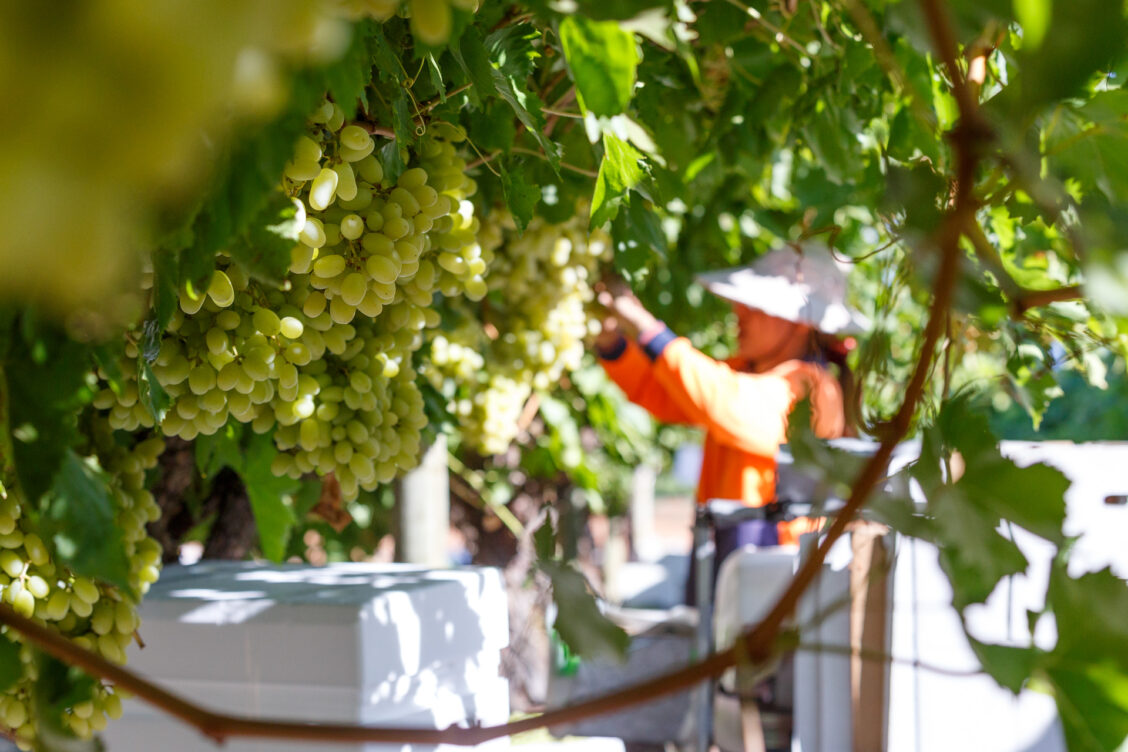 News & media - Australian Table Grape Association